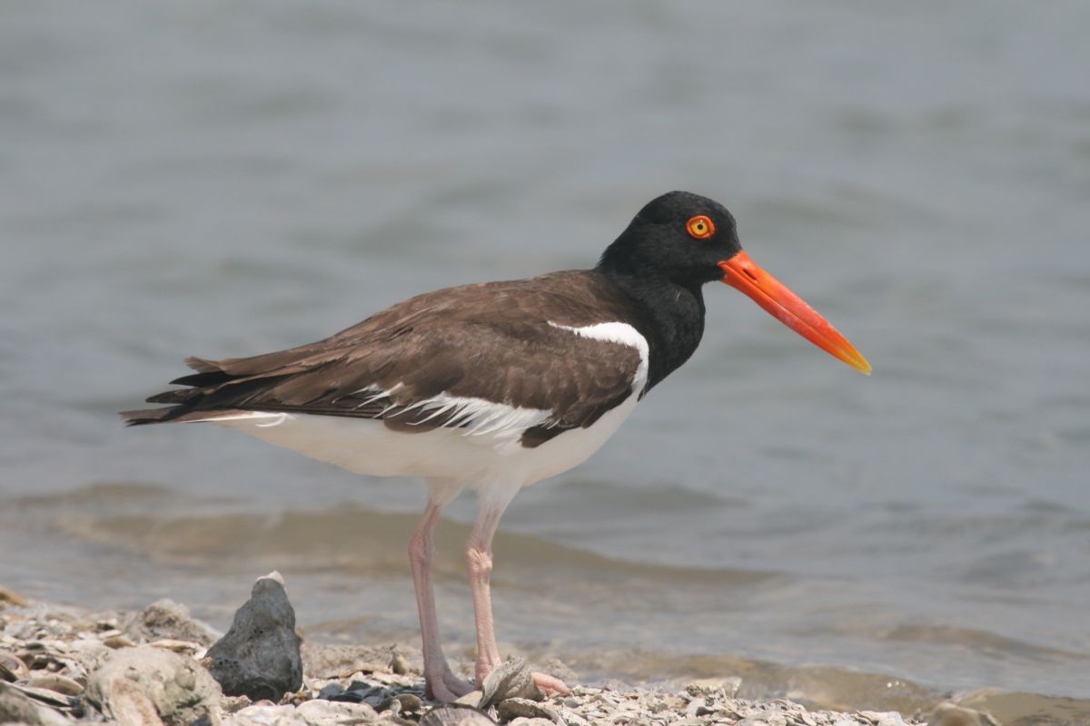 Waterfowl and Wetland Birds | Caesar Kleberg Wildlife Research Institute